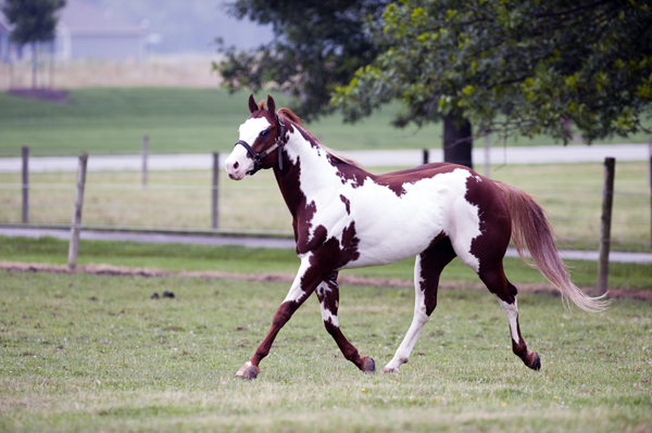 View topic - My Role Play Characters - Chicken Smoothie